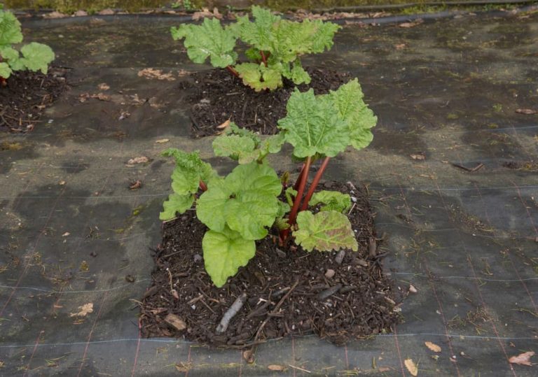 8 Rhubarb Varieties And Their Distinctive Characteristics (With Dan Ori ...