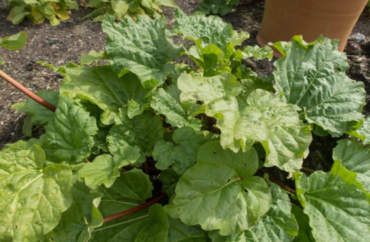 8 Rhubarb Varieties And Their Distinctive Characteristics (With Dan Ori ...