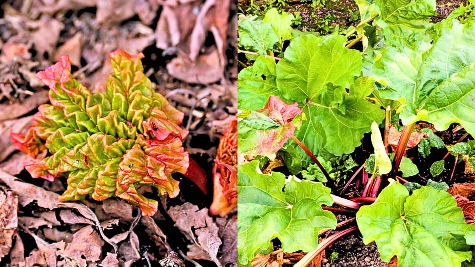 8 Rhubarb Varieties And Their Distinctive Characteristics (With Dan Ori ...