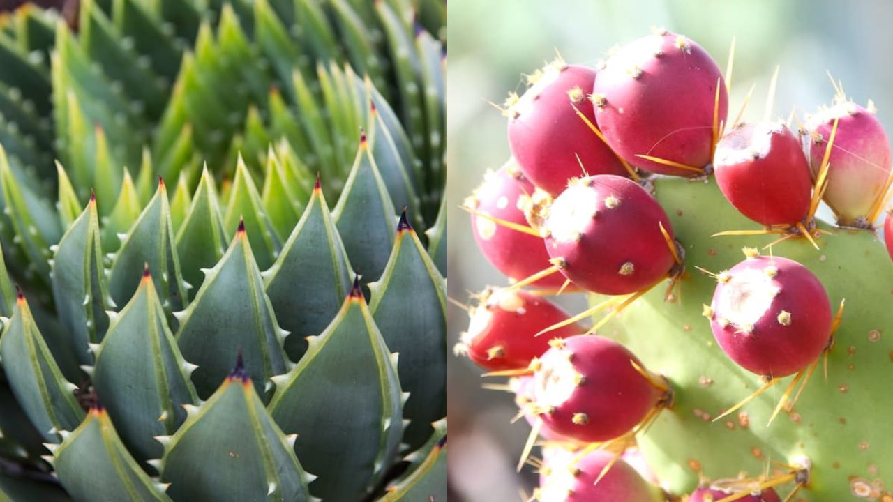 Ouch! These 9 Spiky Plants Will Add An Interesting Edge To Garden ...