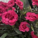How To Propagate Dianthus From Cuttings | Horticulture.co.uk