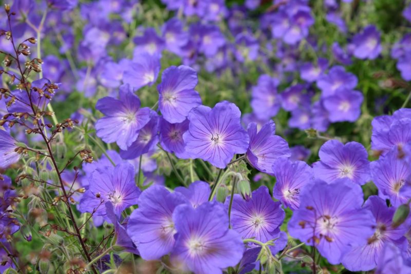 Choosing The Best Hardy Geranium Varieties With Gary Carroll From ...