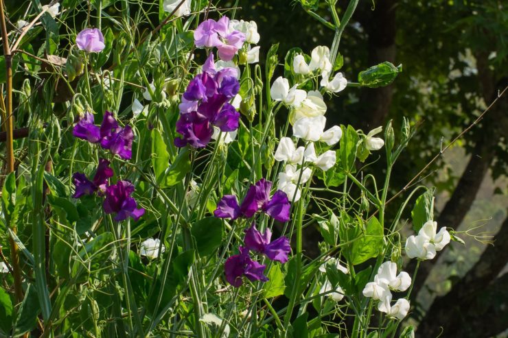 Expert Lathyrus Growers Share Sweet Peas Growing Tips Learnt Over Many ...