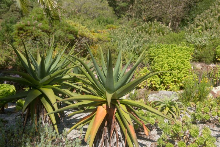 Ouch! These 9 Spiky Plants Will Add An Interesting Edge To Garden ...