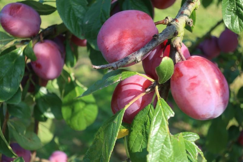 Growing Plum Trees: How To Plant Out A Bare Root Tree And Care For It ...