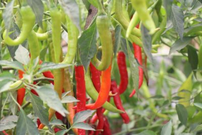 10 Chilli Types Ordered By Their Spiciness (In Scoville Heat Units ...