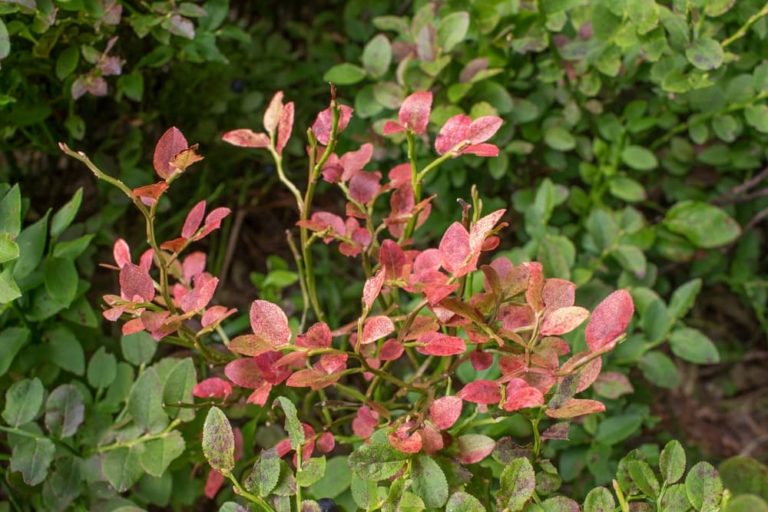 9 Shrubs That Have Red Leaves | Horticulture Magazine