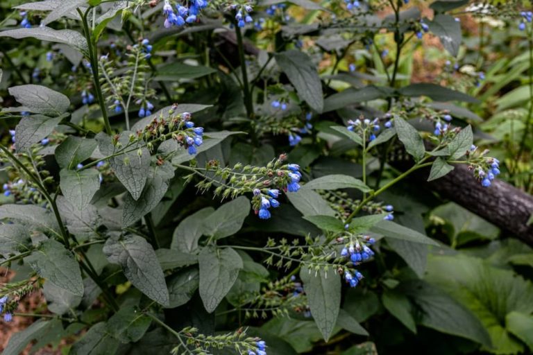 9 Remarkable Comfrey Varieties With Sterile, Variegated And Bushy ...