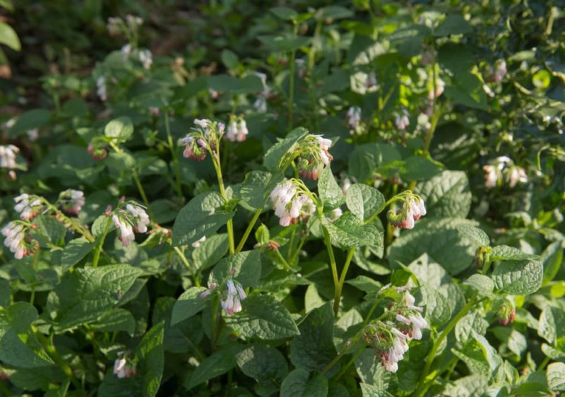 Turn Your Comfrey Leaves Into A Fertiliser 'Tea' And Feed Plants ...