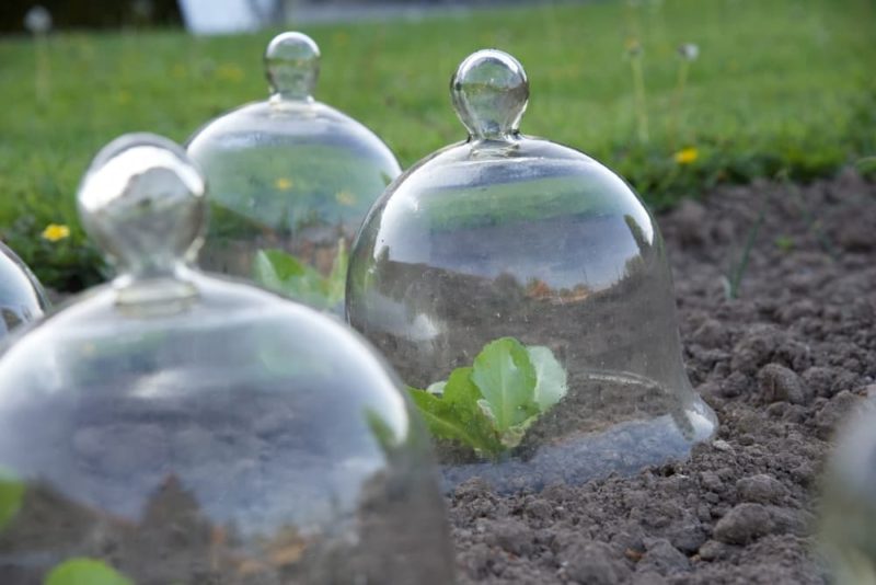 Cloches Can Protect Plants And Reduce Losses - Here's When And How To ...