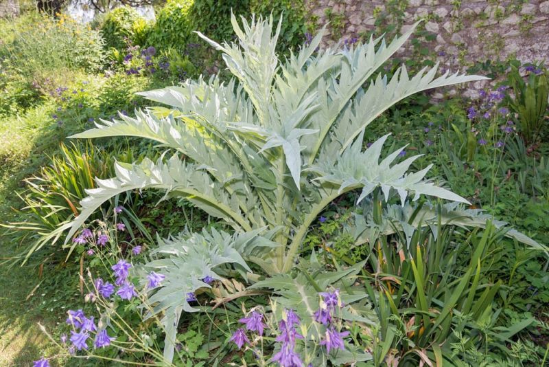 11 Silver Leaved Perennials You Can Enjoy For Years At A Time ...