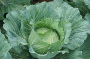 Growing Spring Cabbage | Horticulture Magazine