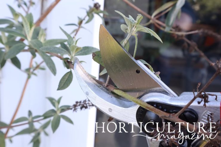 How (And When) To Prune Buddleja | Horticulture.co.uk