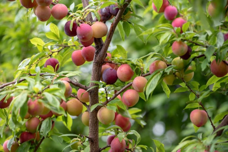 Growing Plum Trees: How To Plant Out A Bare Root Tree And Care For It ...