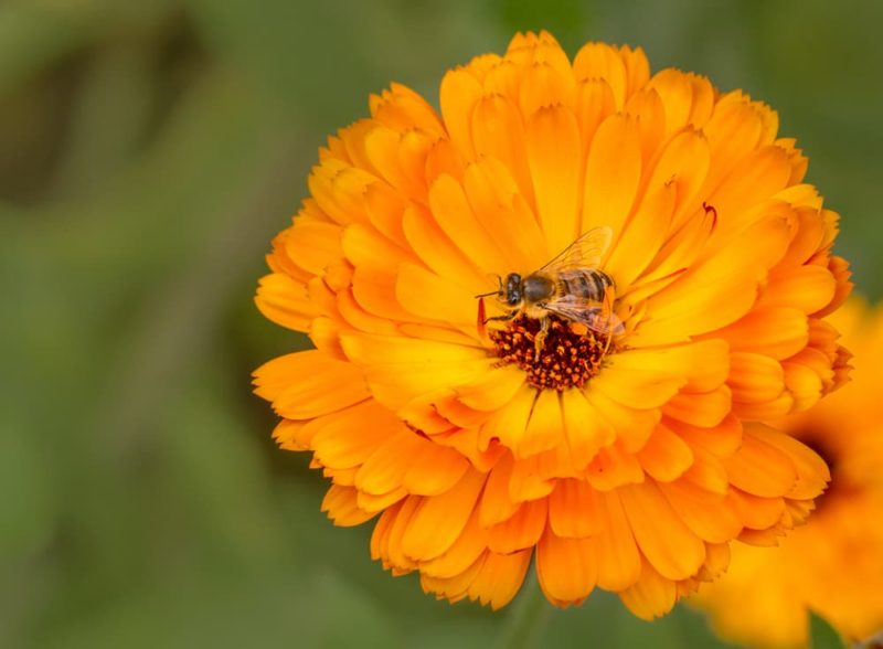 These 9 Calendula Varieties Are Perfect For Bedding Arrangements Or ...