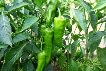 10 Chilli Types Ordered By Their Spiciness (In Scoville Heat Units ...
