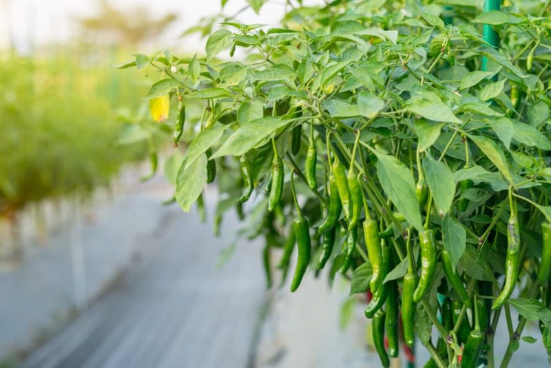 Give Your Chilli Plants These Perfect Conditions For A Bumper Yield ...