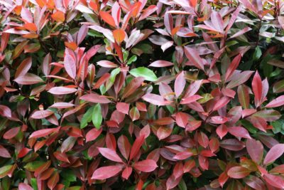 These 9 Shrubs Have Red Leaves All Year (And Not Just In Autumn ...