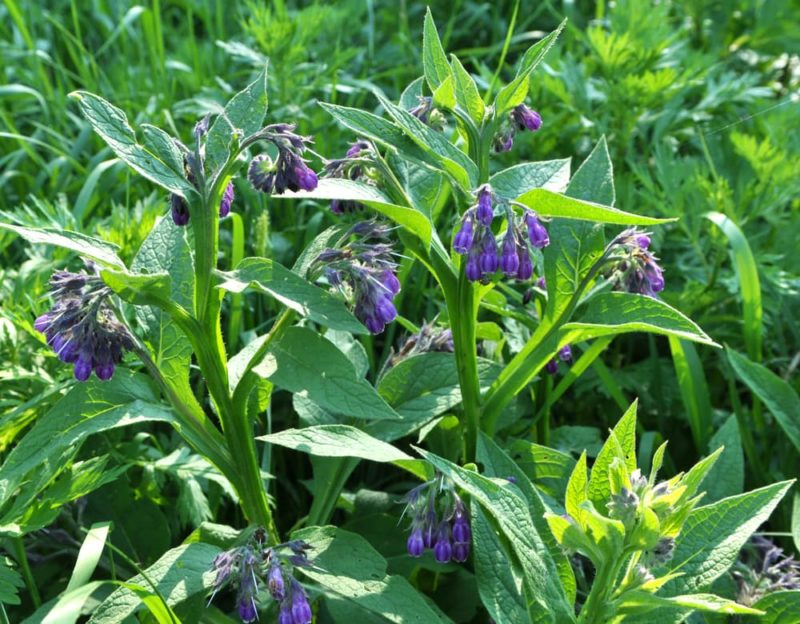 Horticulturists Love To Grow Comfrey - It's A Garden 'Cult Classic ...