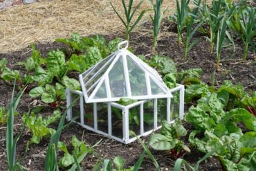 Cloches Can Protect Plants And Reduce Losses - Here's When And How To ...