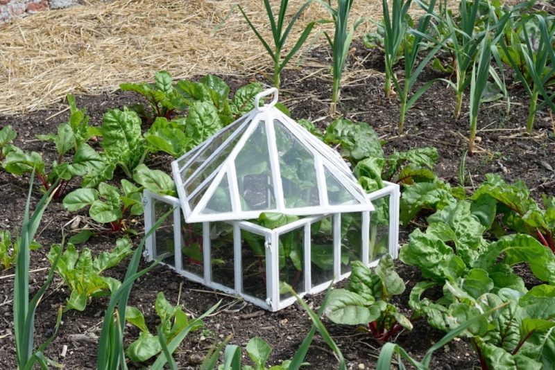 Cloches Can Protect Plants And Reduce Losses - Here's When And How To ...