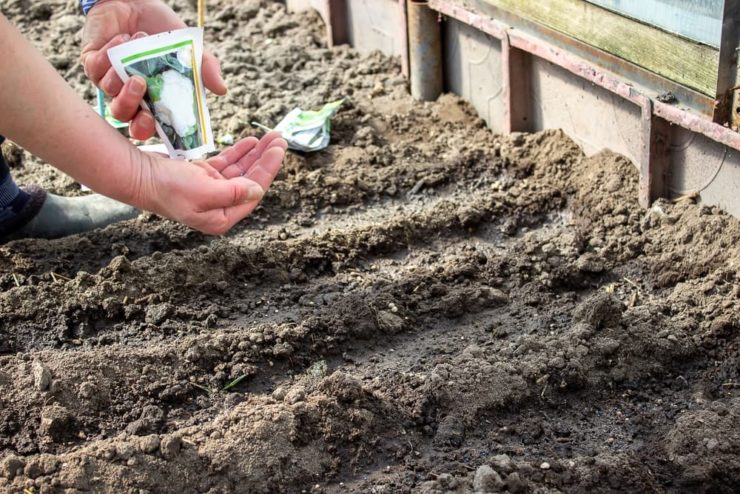 Growing Spring Cabbage | Horticulture Magazine