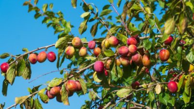 Growing Plum Trees: How To Plant Out A Bare Root Tree And Care For It ...