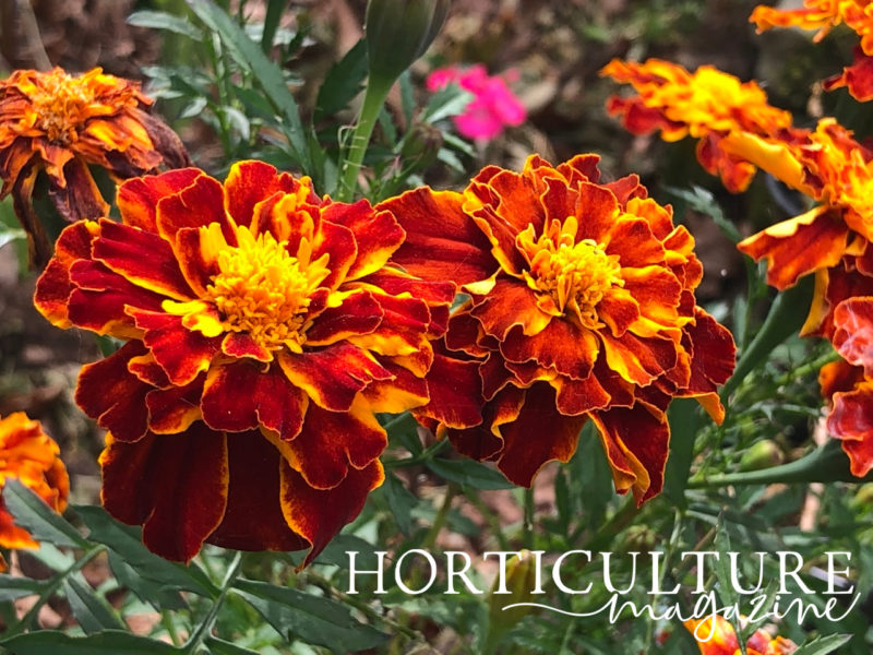 Planting Out Marigolds In Spring - Be Sure To Harden Them Off And Water ...