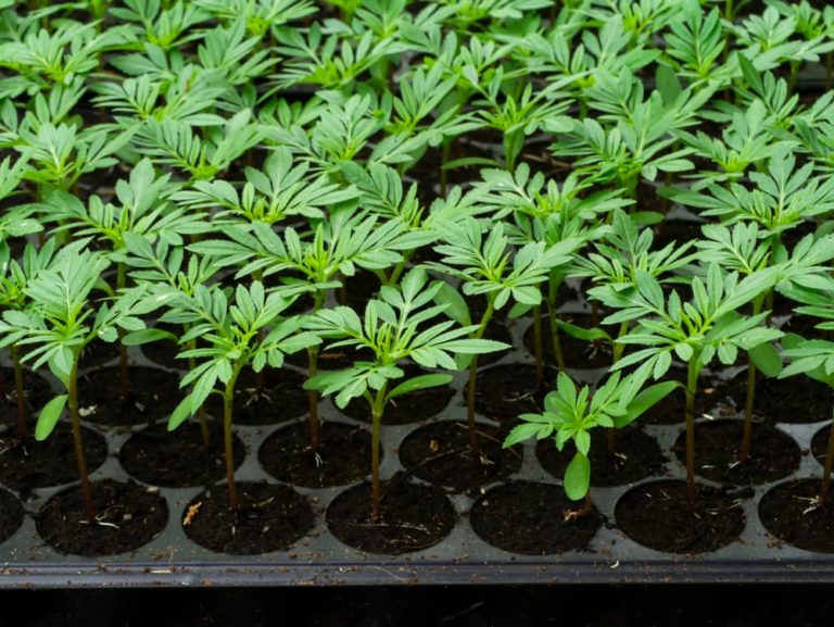 Growing Tagetes 'Marigolds' From Seed | Horticulture.co.uk