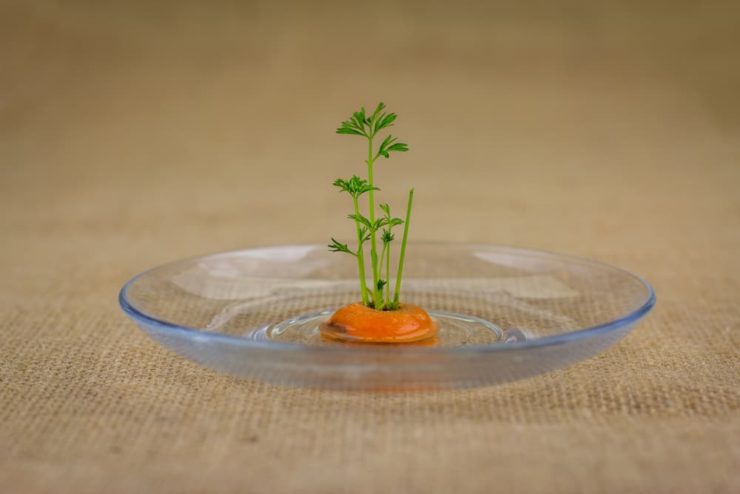 You Can Regrow Greens From Carrot Top Scraps And Potentially Collect ...