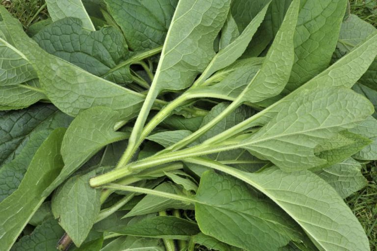 Turn Your Comfrey Leaves Into A Fertiliser 'Tea' And Feed Plants ...