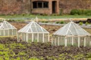 Cloches Can Protect Plants And Reduce Losses - Here's When And How To ...