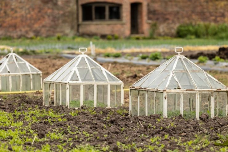 Cloches Can Protect Plants And Reduce Losses - Here's When And How To ...