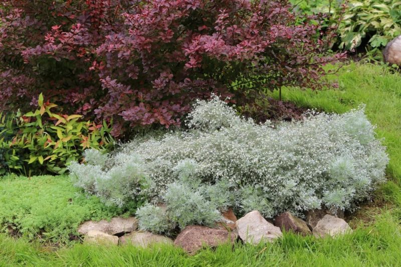 11 Silver Leaved Perennials You Can Enjoy For Years At A Time ...