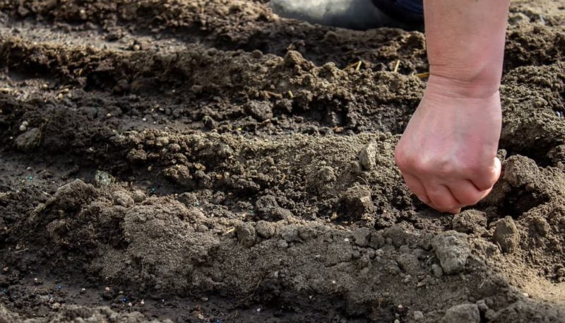 Growing Spring Cabbage | Horticulture Magazine