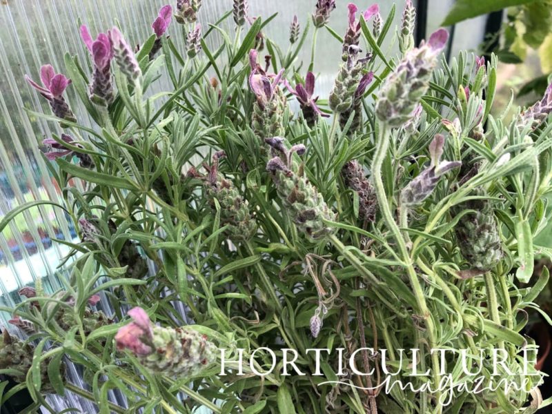Propagate Lavender Cuttings This Summer With Emily Cupit's 6 Step Guide ...