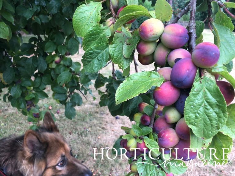 The Signs To Know When Your Plums Are Ready To Harvest (And How To ...