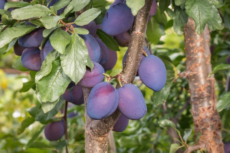 Growing Plum Trees: How To Plant Out A Bare Root Tree And Care For It ...