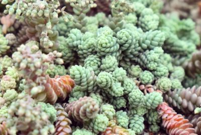 16 Spectacular Succulents To Grow In The UK | Horticulture