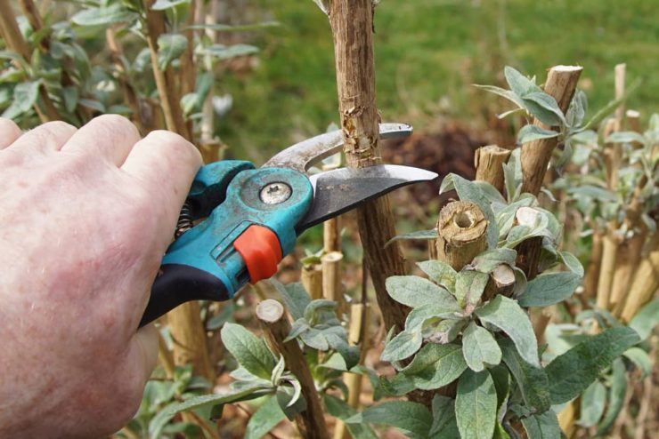 How (And When) To Prune Buddleja | Horticulture.co.uk