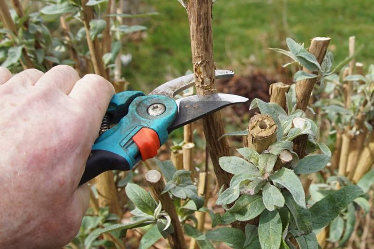 How (And When) To Prune Buddleja | Horticulture.co.uk