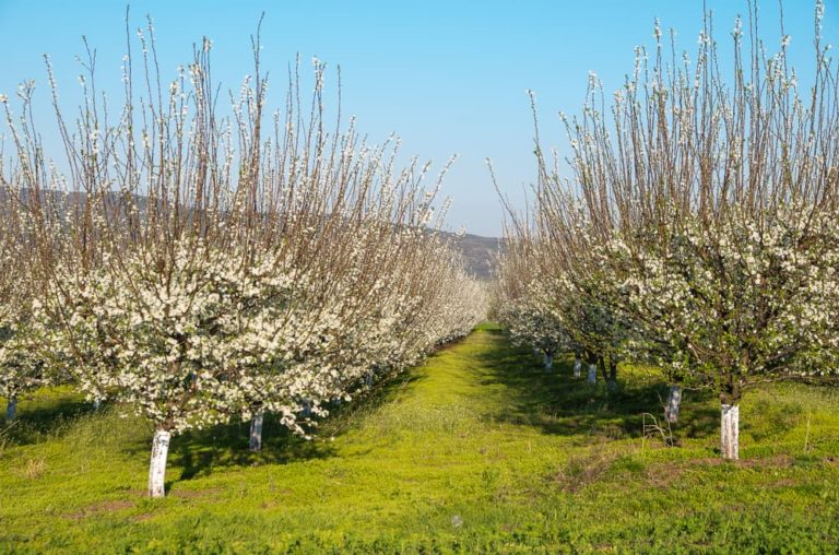 Growing Plum Trees: How To Plant Out A Bare Root Tree And Care For It ...