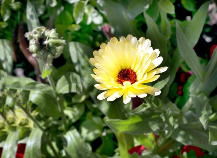 These 9 Calendula Varieties Are Perfect For Bedding Arrangements Or ...