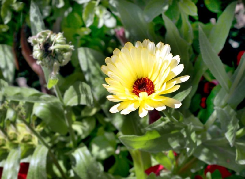 These 9 Calendula Varieties Are Perfect For Bedding Arrangements Or ...