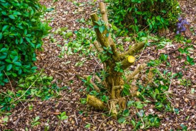 How (And When) To Prune Buddleja | Horticulture.co.uk