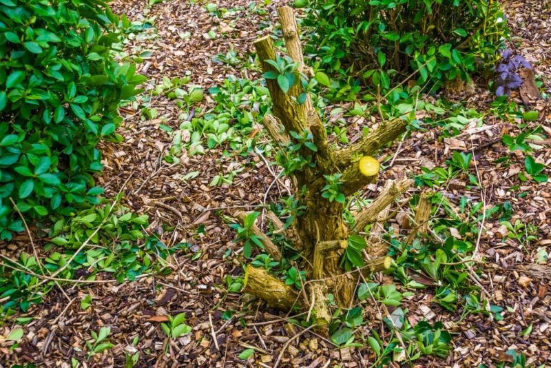 How (And When) To Prune Buddleja | Horticulture.co.uk