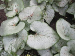 11 Silver Leaved Perennials You Can Enjoy For Years At A Time ...