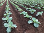 Growing Spring Cabbage | Horticulture Magazine