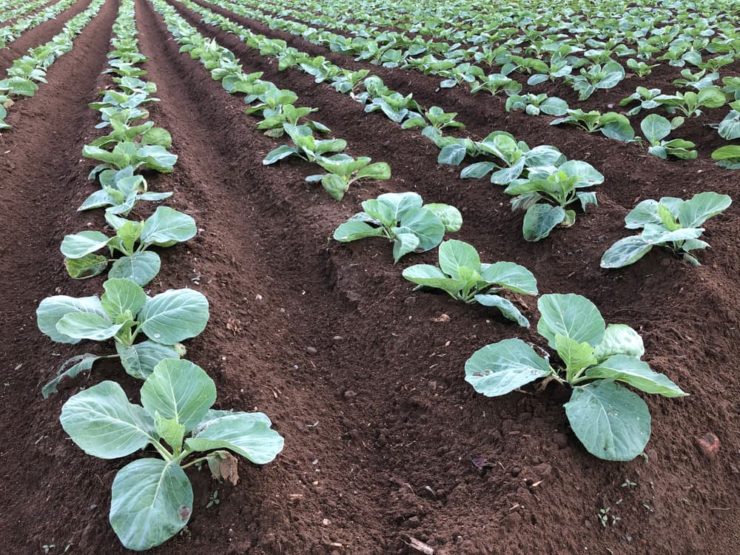 Growing Spring Cabbage | Horticulture Magazine