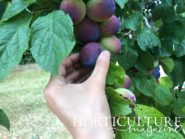 The Signs To Know When Your Plums Are Ready To Harvest (And How To ...